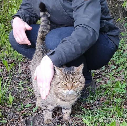 Котик-толстяк британский ласковый в добрые руки