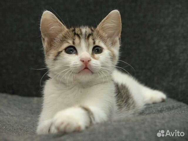 Маленькая котенок Симона ищет дом
