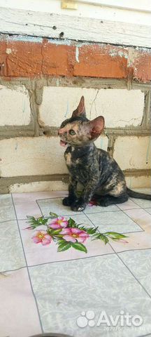 Кошечка Сфинкс