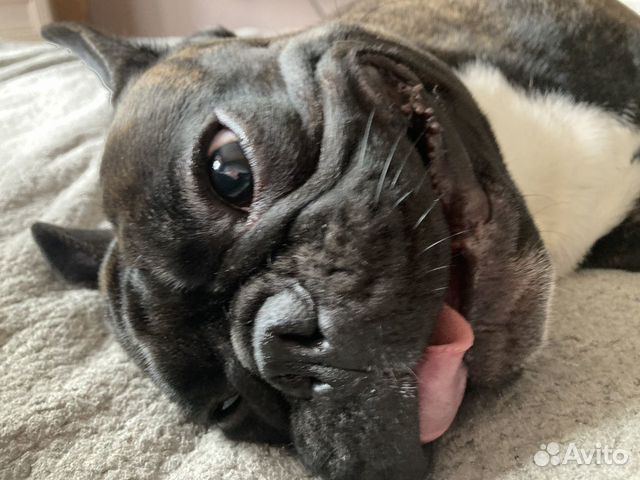 Французский бульдог кабель вязка