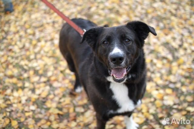 Собака в добрые руки