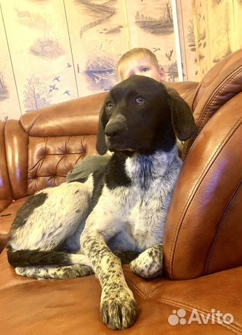 Курцхаар щенок девочка в добрые руки