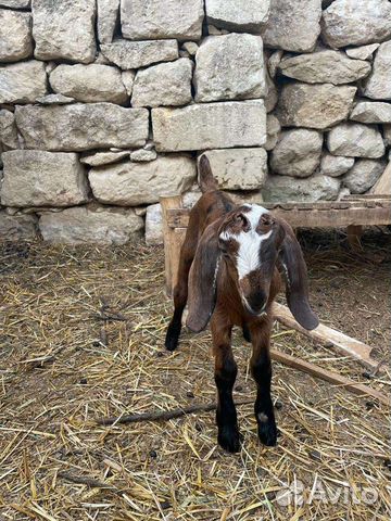 Нубийские козы