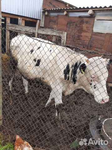 Бычки и быки 1 год