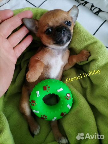 Девочка чихуахуа (мини ) Поночка