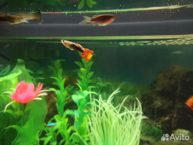 Мальки гуппи