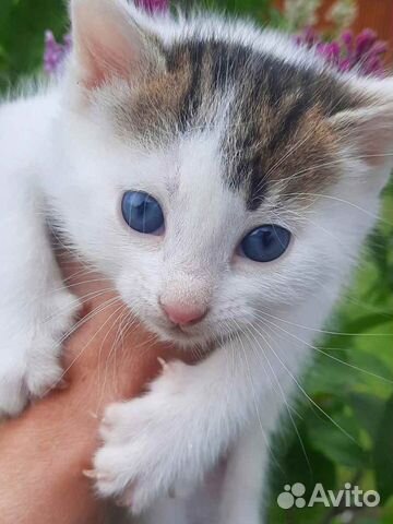 Отдам котёнка в добрые руки