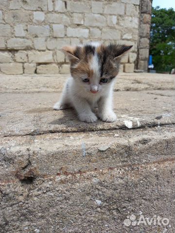 Котята