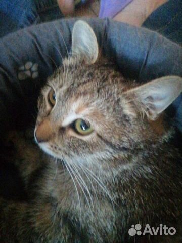 Короткошерстная пышка