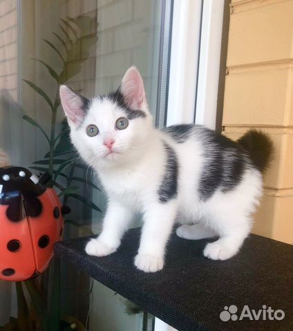 Котенок Полли - идеальная по характеру в дар