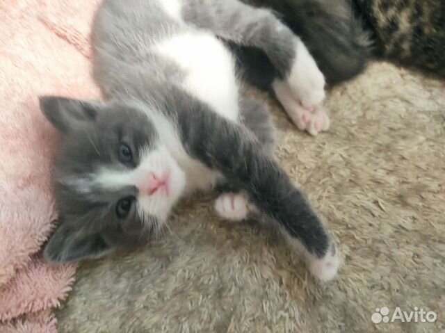Котята