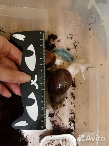 Улитки ахатины бесплатно