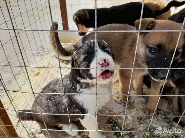 Щенки из приюта
