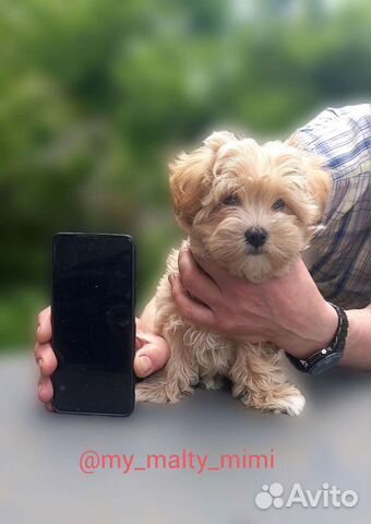 Мальтипу мини ф1 беби фейс