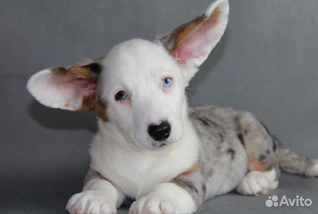 Вельш корги, голубоглазая девочка