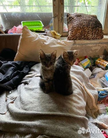 Погибают котята в адской квартире