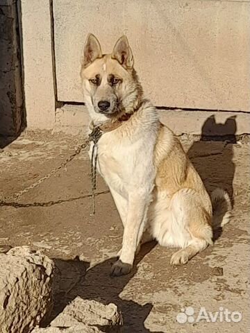 Собака в добрые руки отдам бесплатно