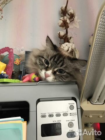 Потерялась кошка 06.06.2022