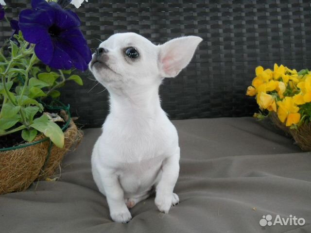 Прекрасные Создания