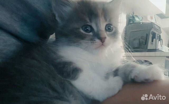 Котята сибирской кошки