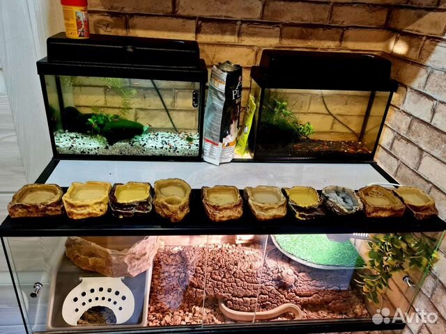 Креветочник