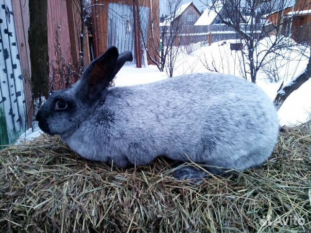 Племенные кролики пород серебристый, сов. шиншилла