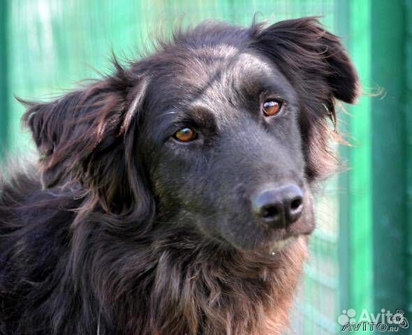 Общительная и ласковая Лорри в добрые руки в дар