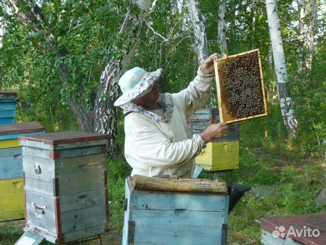 Продам семьи зимовалых пчел