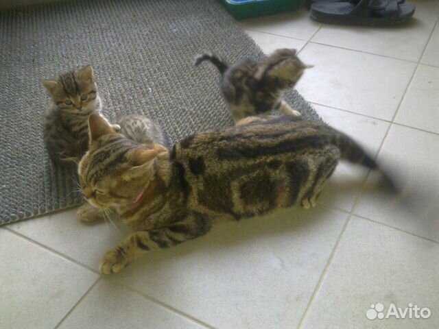 Продаю котят