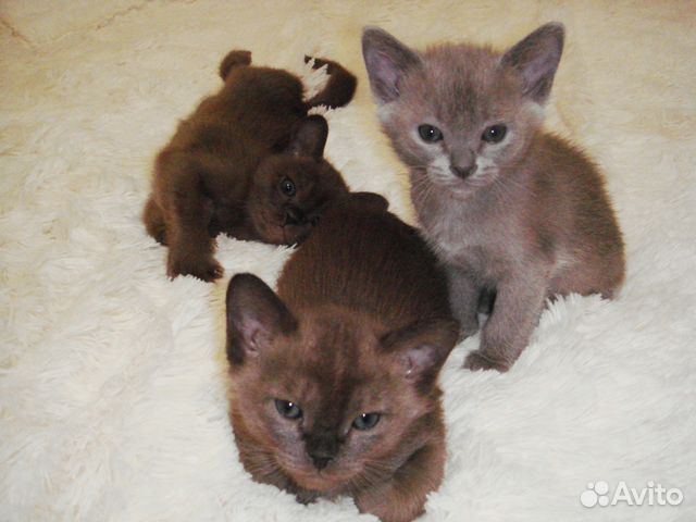 Котята ищут хорошую семью