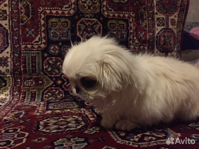 Прекрасная пекинеска