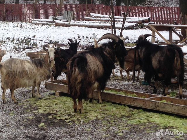 Домашние козлы и козы живые и туши