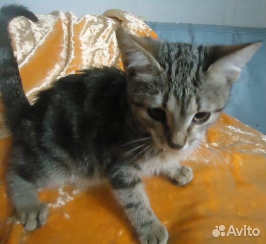 Няшная Муся - котенок только для Вас