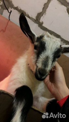 Альпийские козы и козлята