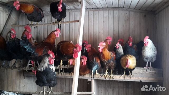 Петух деревенский