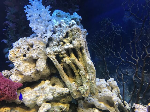 Продается сухой рифовый камень (срк)