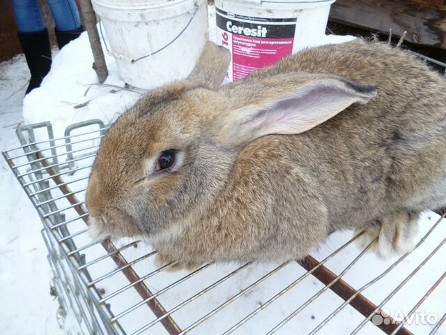 Продам племенных кролов или поменяю