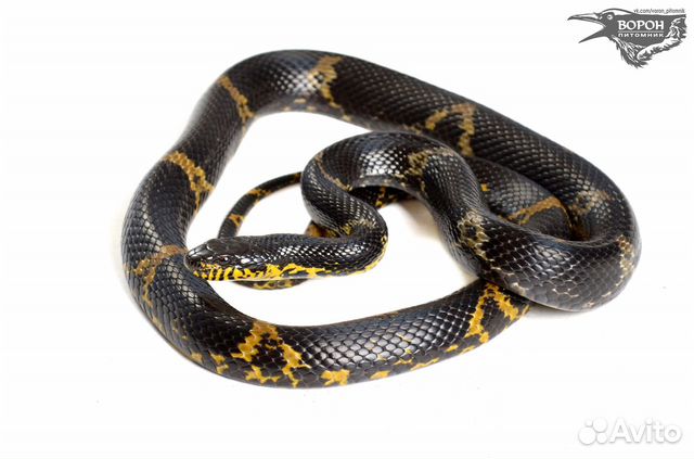 Амурский полоз взрослый