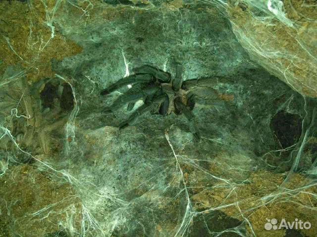 Пауки-птицееды, террариумы