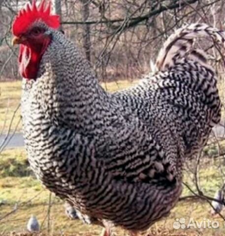 Цыплятки породы Амрокс