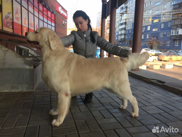 Кобель для вязки голден ретривер