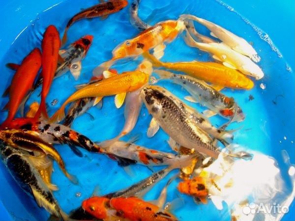 Продам прудовую рыбу: карпы коя, кометы