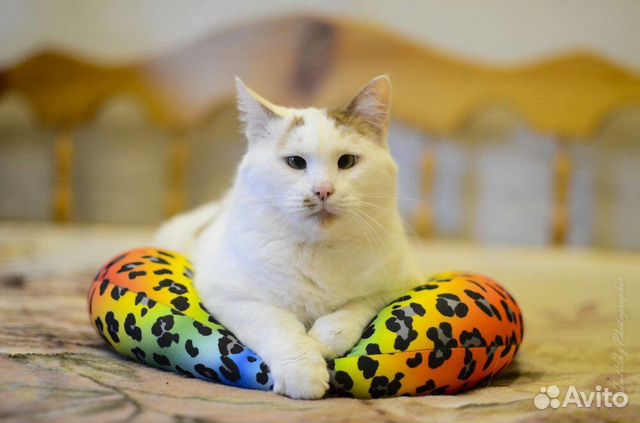 В дар, котик Бонифаций 3 года, кастрирован