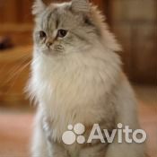 Котята британской длинношёрстой