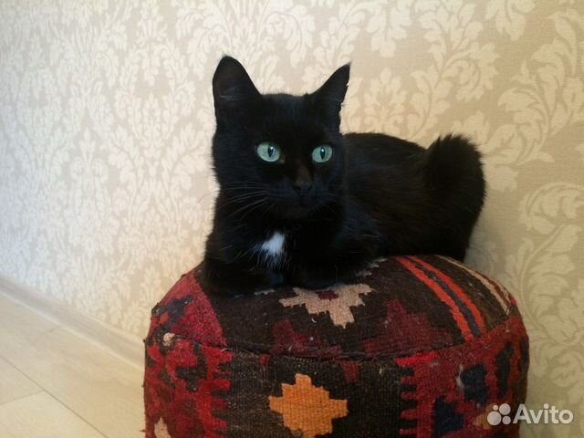 Блэки - роскошная, молодая кошка в добрые руки