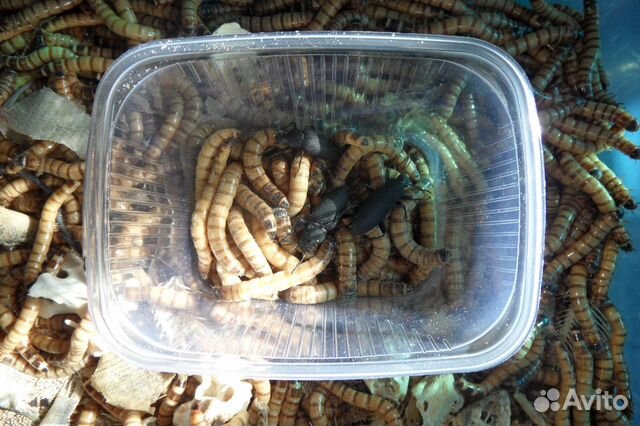 Сверчки,зофобас, туркменские тараканы