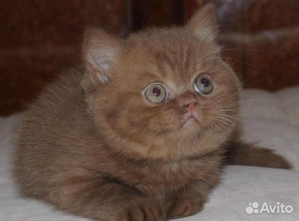 Котики шоколадного окраса,есть другие окрасы