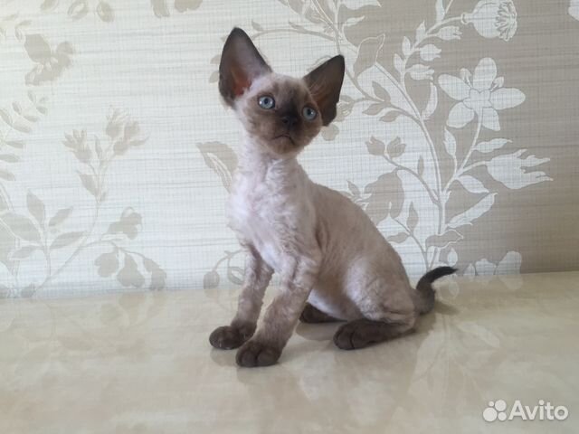 Девон рекс Кошечка Патриссия