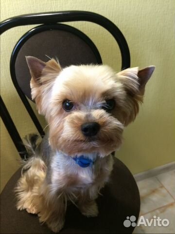 Вязка Йоркширский терьер