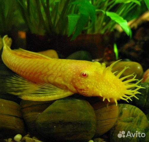 Золотой анциструс самец